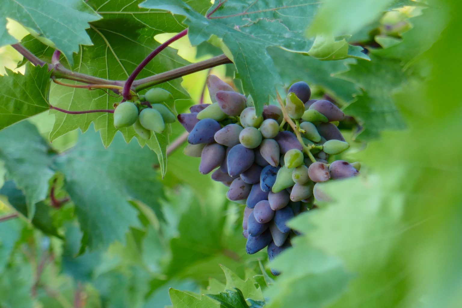 La vigne de table Philipp, une récolte précoce - Centre National de ...
