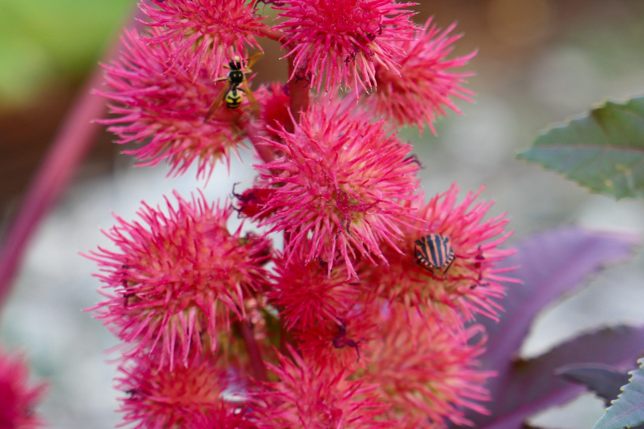 Le ricin, une plante aussi belle que redoutable - Centre National de ...