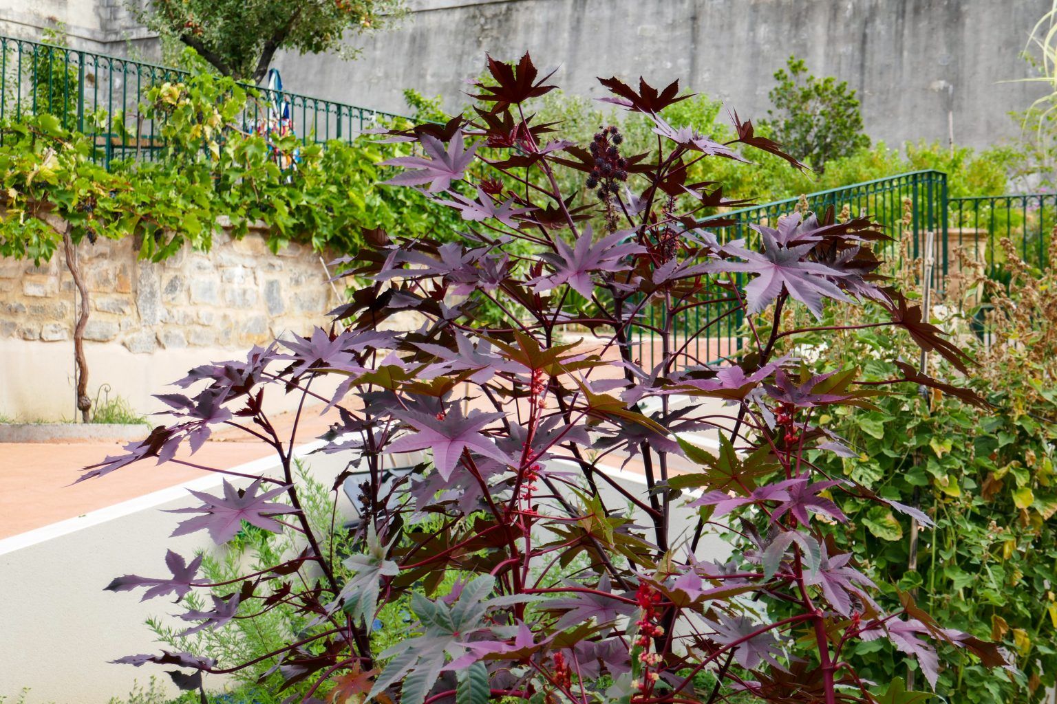 Le ricin, une plante aussi belle que redoutable - Centre National de ...