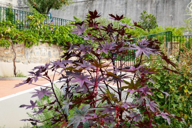 Le ricin, une plante aussi belle que redoutable - Centre National de ...