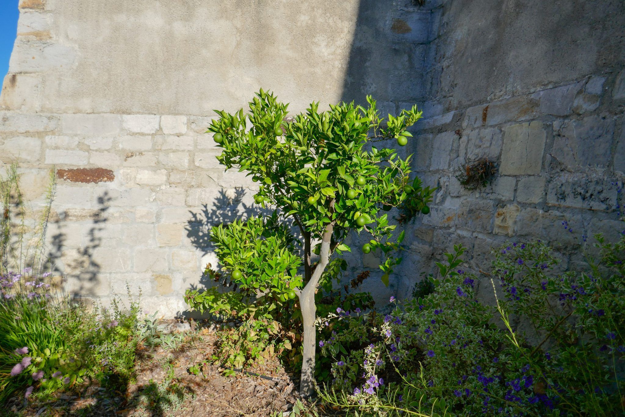 Le bigaradier, un agrume importé en Europe au Moyen Âge - Centre ...