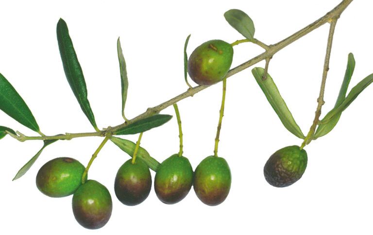 La Négrette - Centre National de Pomologie