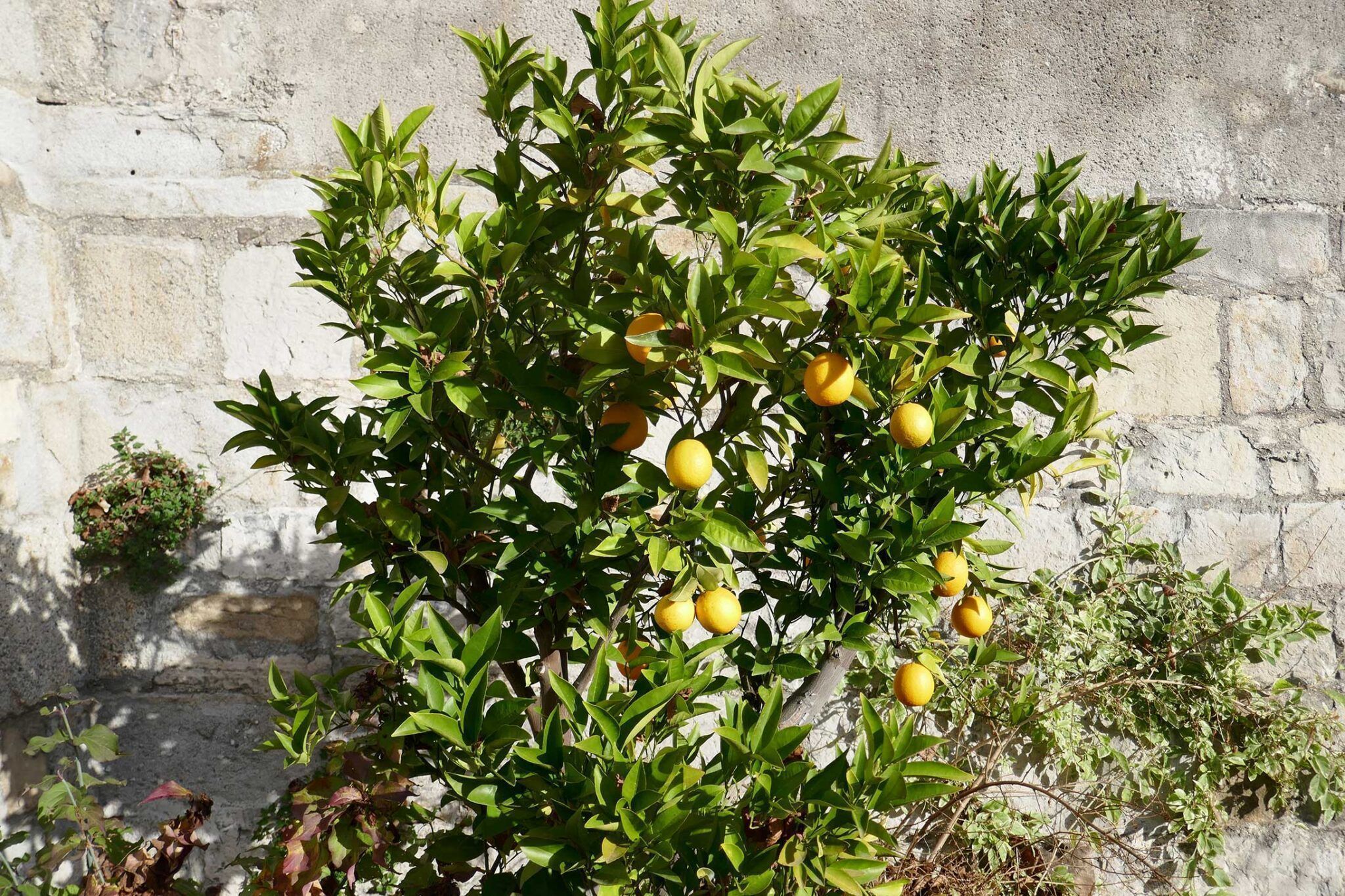 Le Citron rouge ou Citrus volkameriana - Centre National de Pomologie