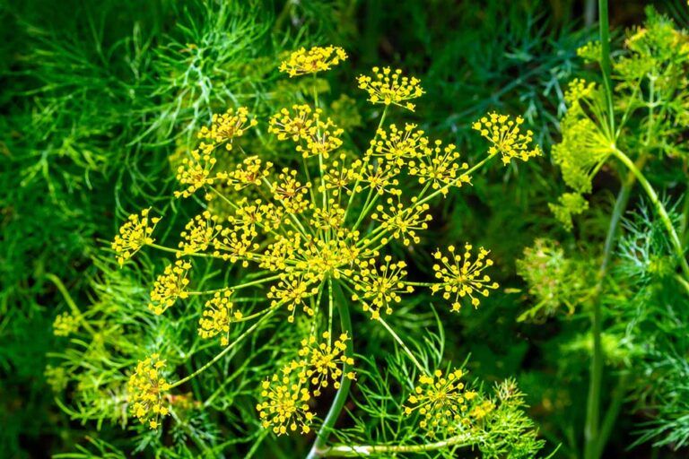 Le fenouil sauvage et ses trésors dévoilés - Centre National de Pomologie