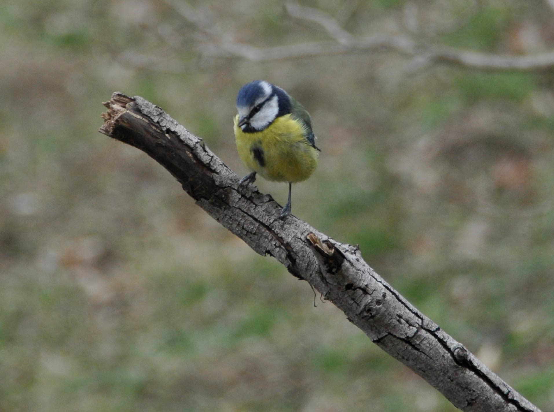 J’accueille et j’observe les oiseaux dans mon jardin - Centre National ...