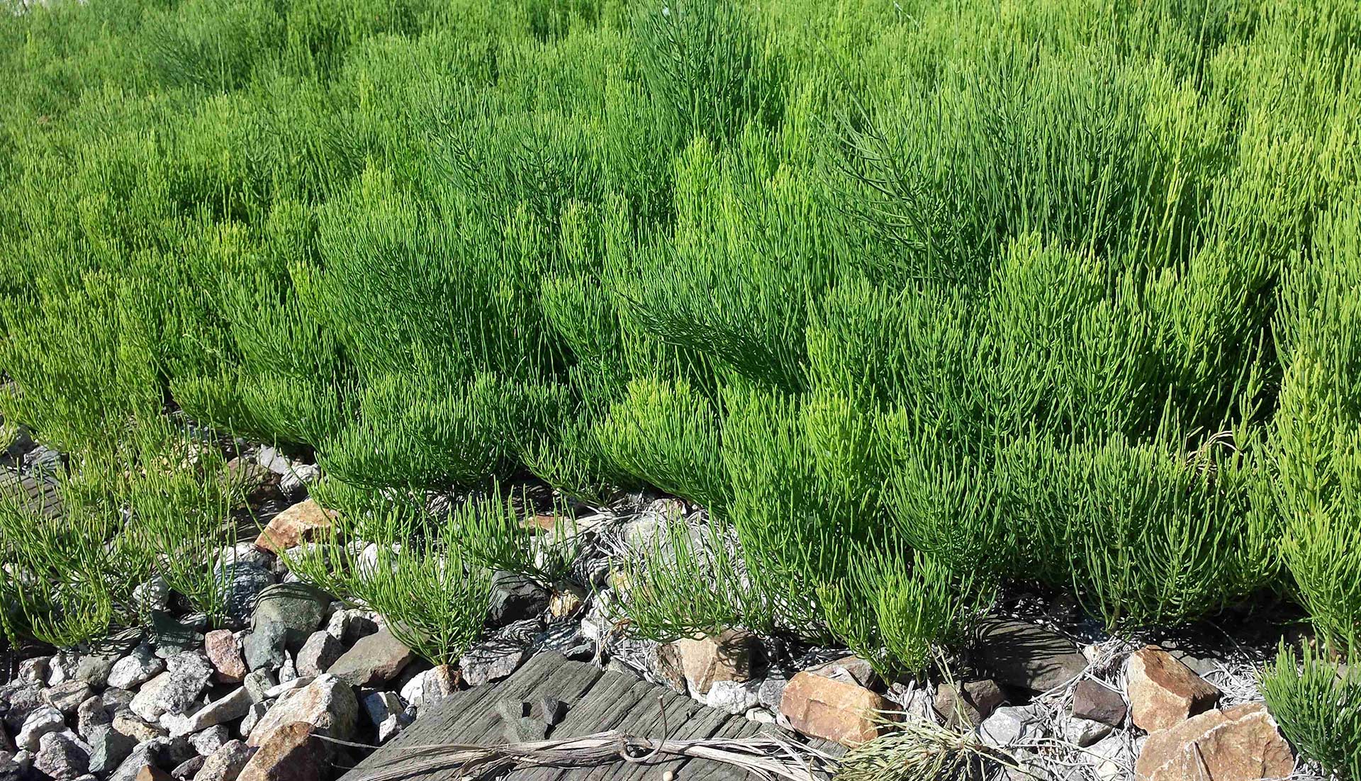 La prêle des champs : un allié naturel pour le jardinage - Centre ...