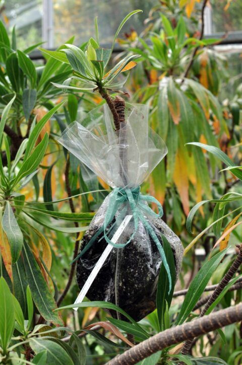 Jardinez autrement avec la technique du marcottage aérien - Centre ...